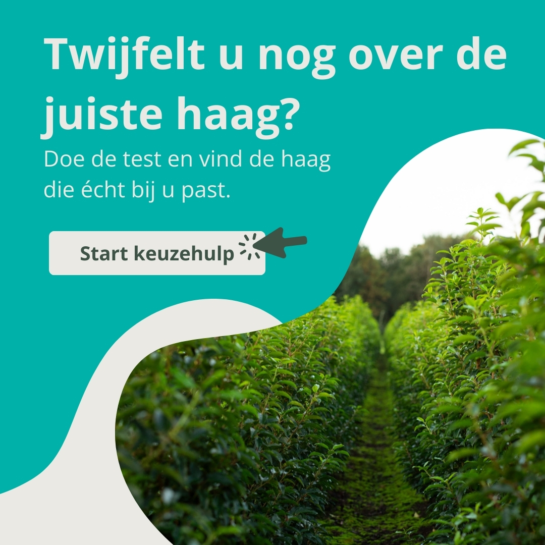 Hebe | Heijnen Planten